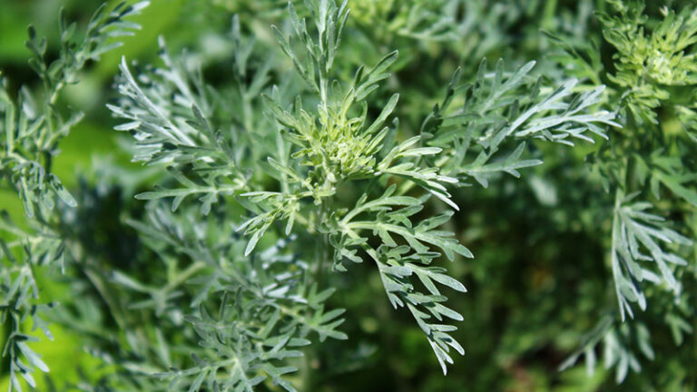 Armoise (Artemisia vulgaris) : 20 bienfaits puissants et comment l ...